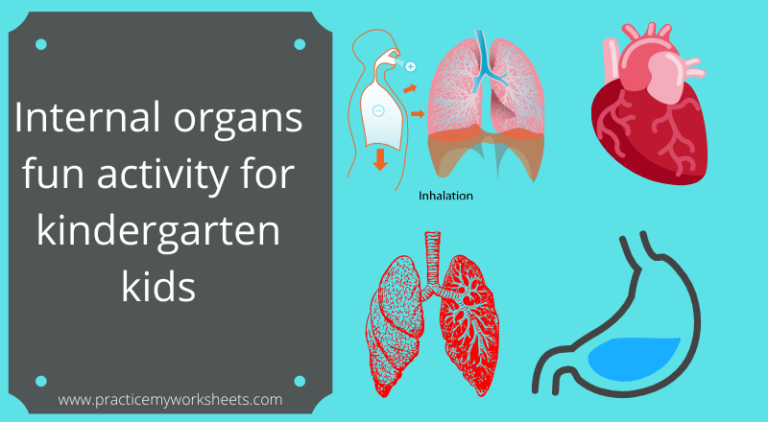 Internal organs fun activity for kindergarten kids - Practice My Worksheets