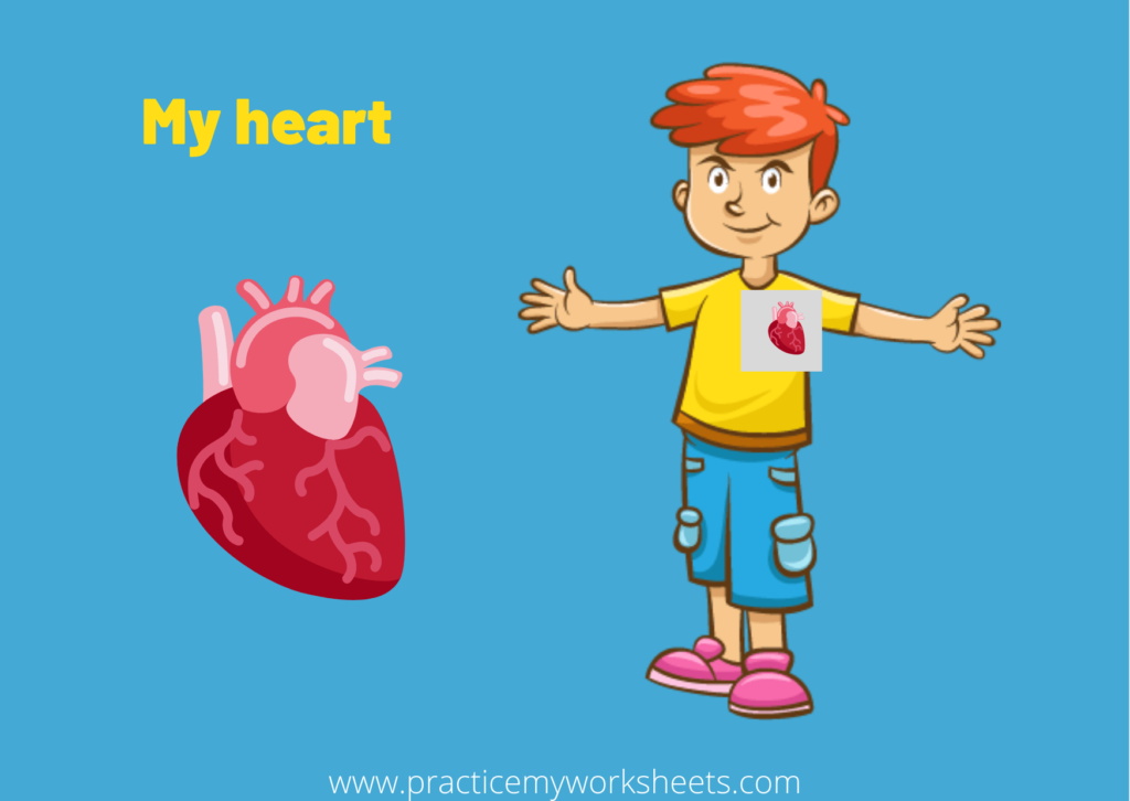 Internal organs fun activity for kindergarten kids - Practice My Worksheets